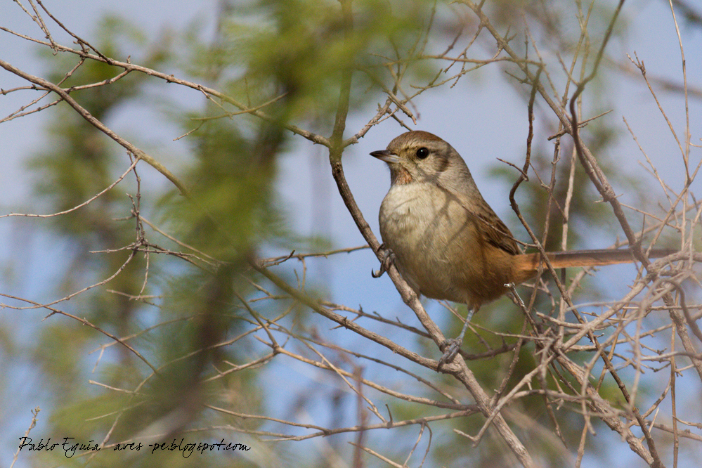 mis fotos de aves: Asthenes baeri Canastero Chaqueño Short-billed Canastero
