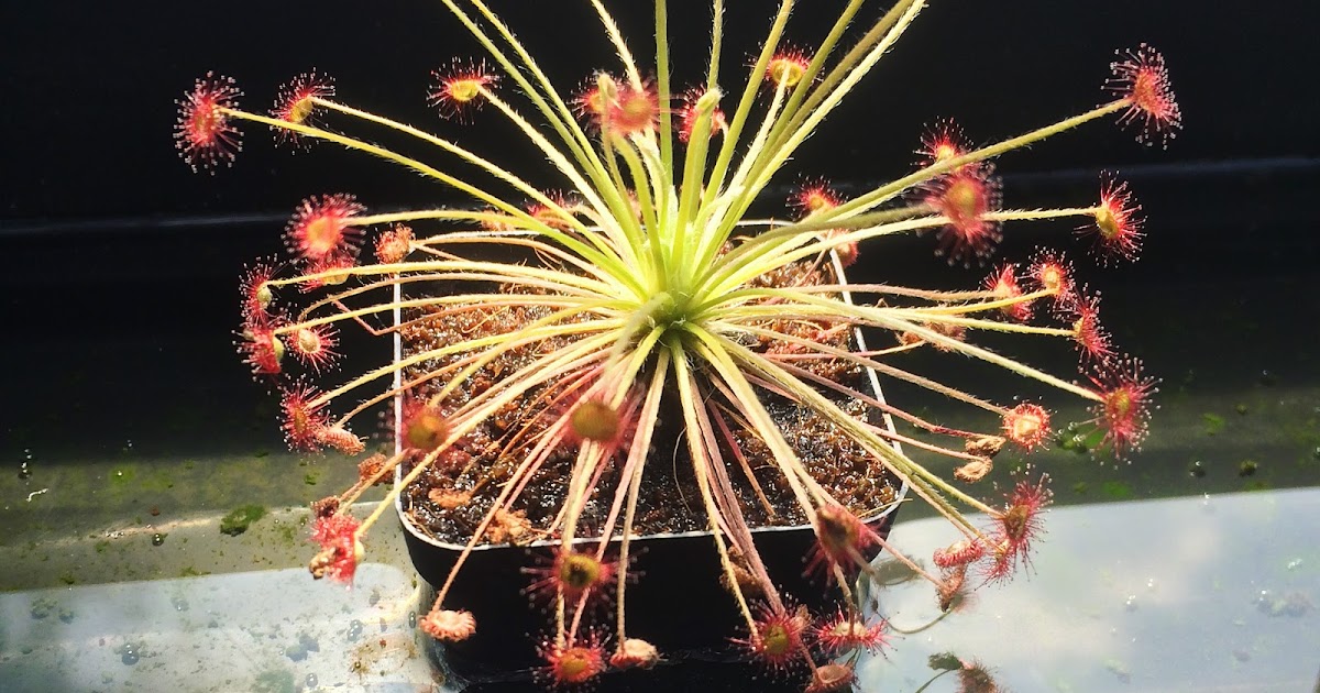 © Nam's garden: Gọng vó Paradoxa và hành trình trồng lại Gọng vó