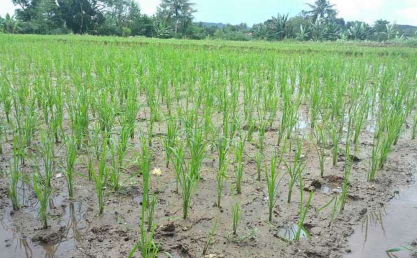 Organic rice cultivation using the SRI method