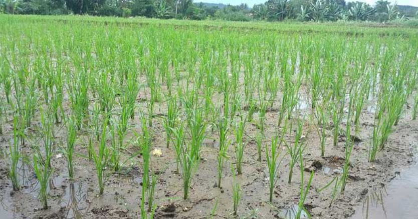Organic rice cultivation using the SRI method