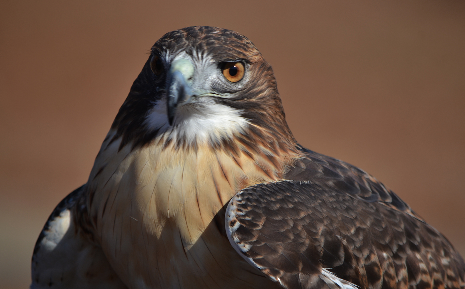 Freedom_to roam_roadtrip. : Blackland Prairie Revisited: Protecting ...