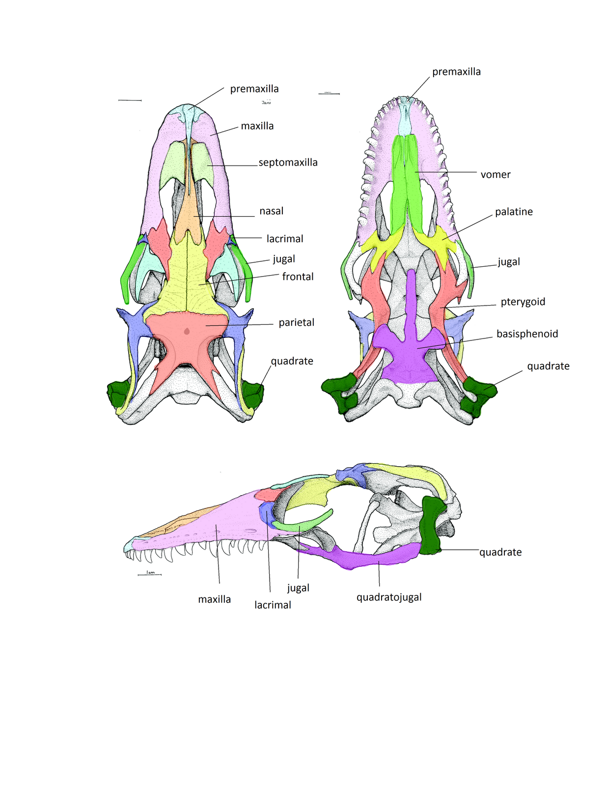 Biology of the Reptilia: Lab 5 - Lepidosauria (Thompson & Serna)