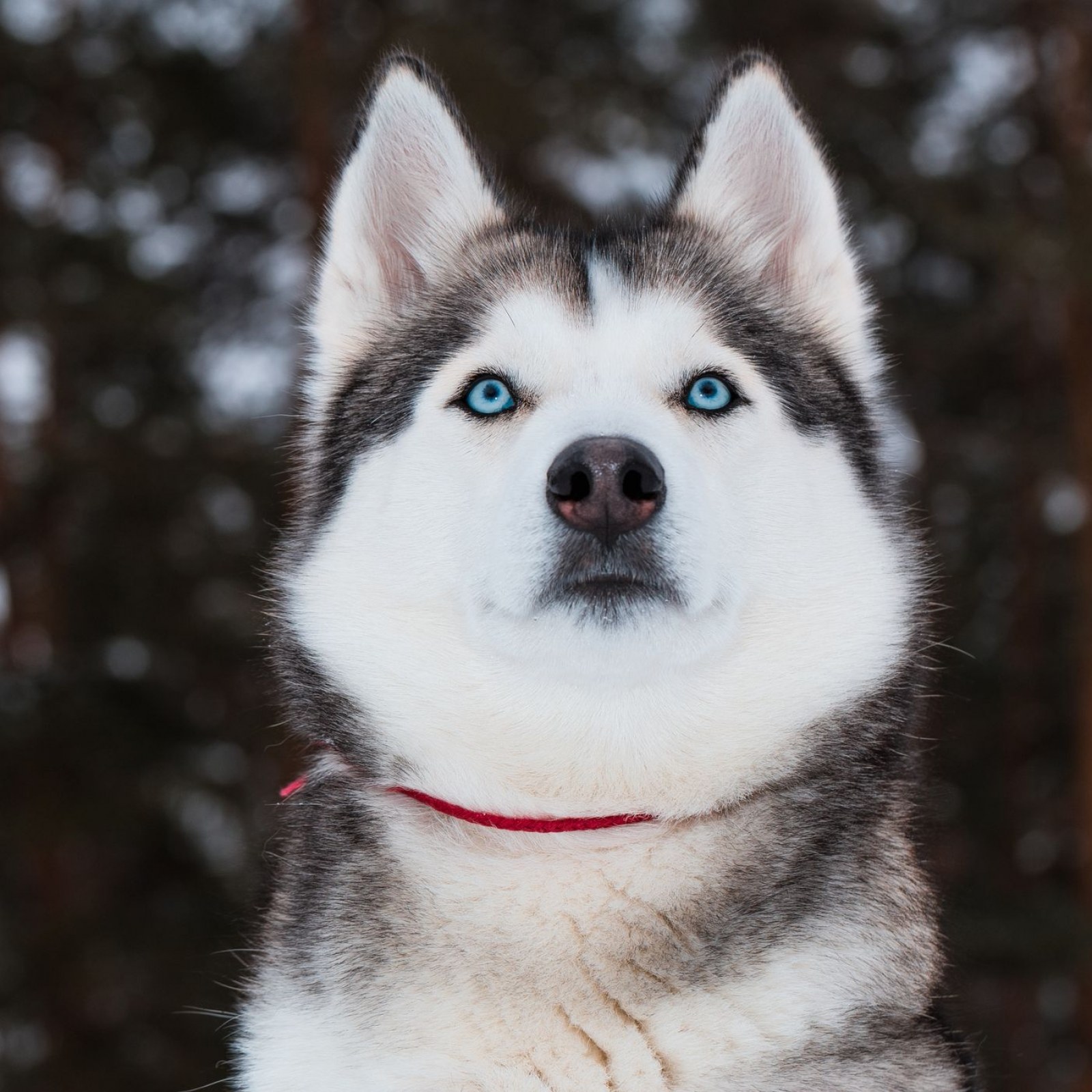 ANIMALS TIME : Siberian Husky Dog (Gallery 14)
