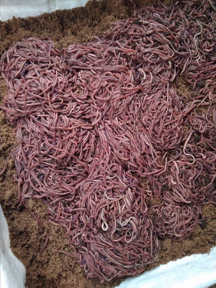 Budidaya Cacing Merah Menjadi Usaha Sampingan Yang Menjanjikan | Ilmu ...