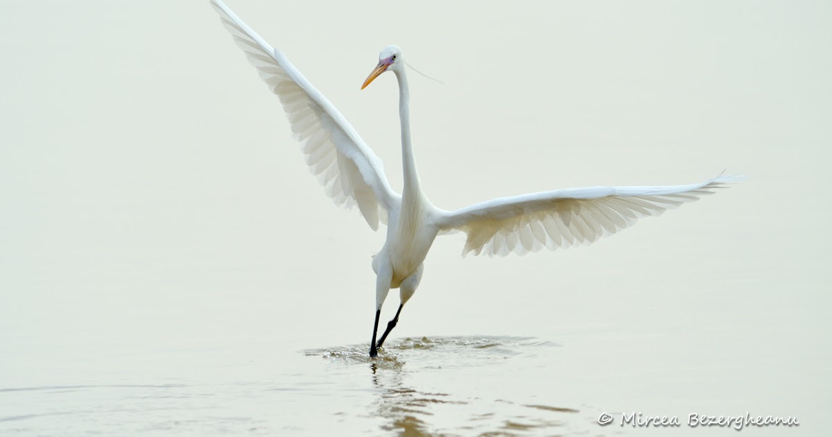 Dans alb - Egrete pe apa