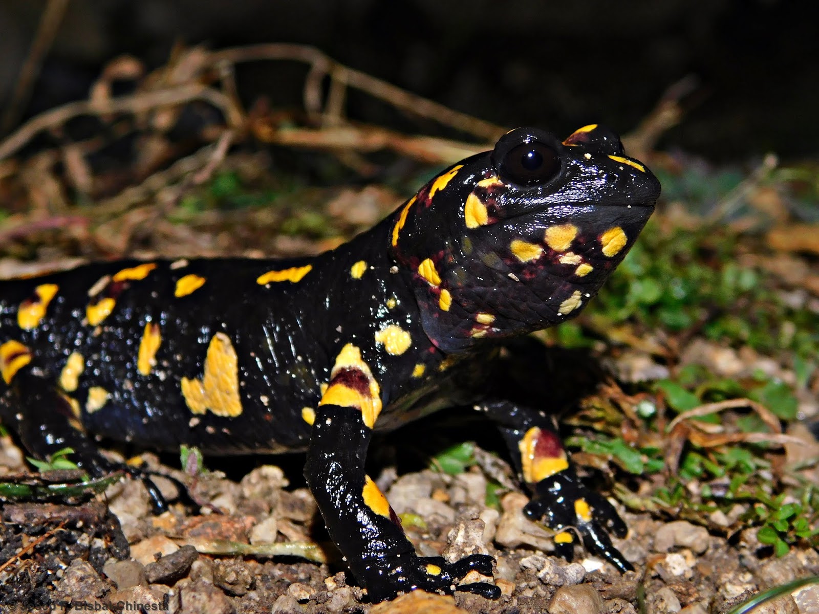 (Paleo-)Herpetología: Salamandra salamandra - Salamandra común