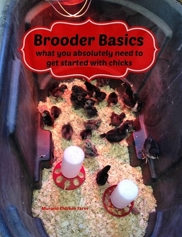 Brooder Basics, exactly what you need to raise chicks - Murano Chicken Farm