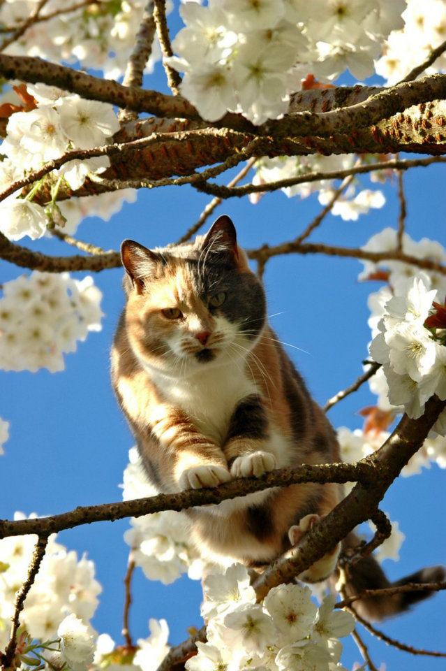 Happy spring cat #1 « lovelycat-th