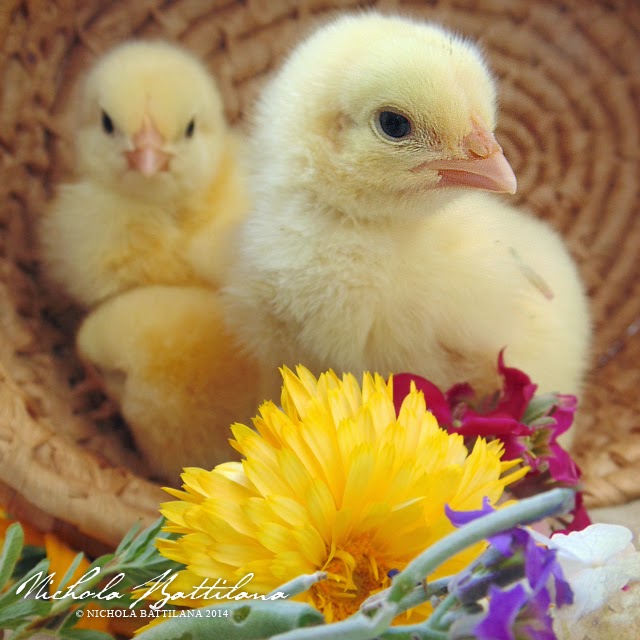 Pixie Hill: Baby chick day