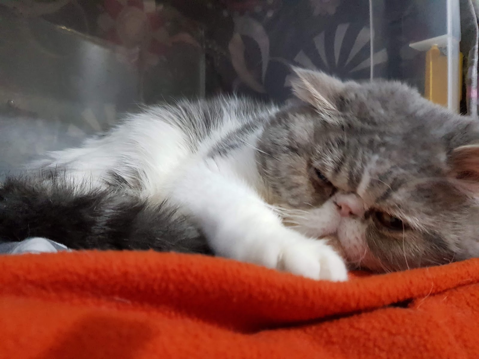 Luxen: un persa exótico : gatos persa