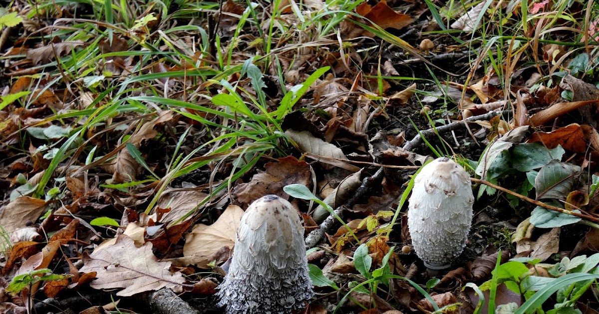 Voillans, village du Doubs, site officiel: Champignon : Le Coprin Chevelu