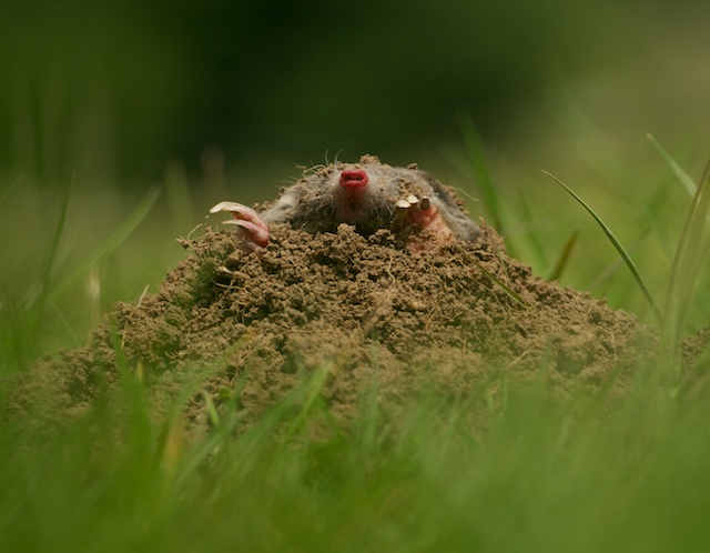 British Wildlife Centre ~ Keeper's Blog: New Mole
