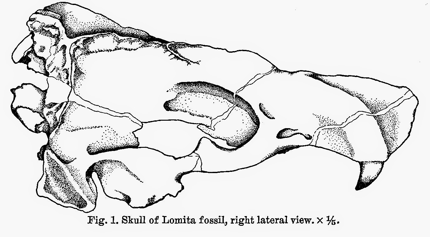 The Coastal Paleontologist: The evolutionary history of walruses, part ...