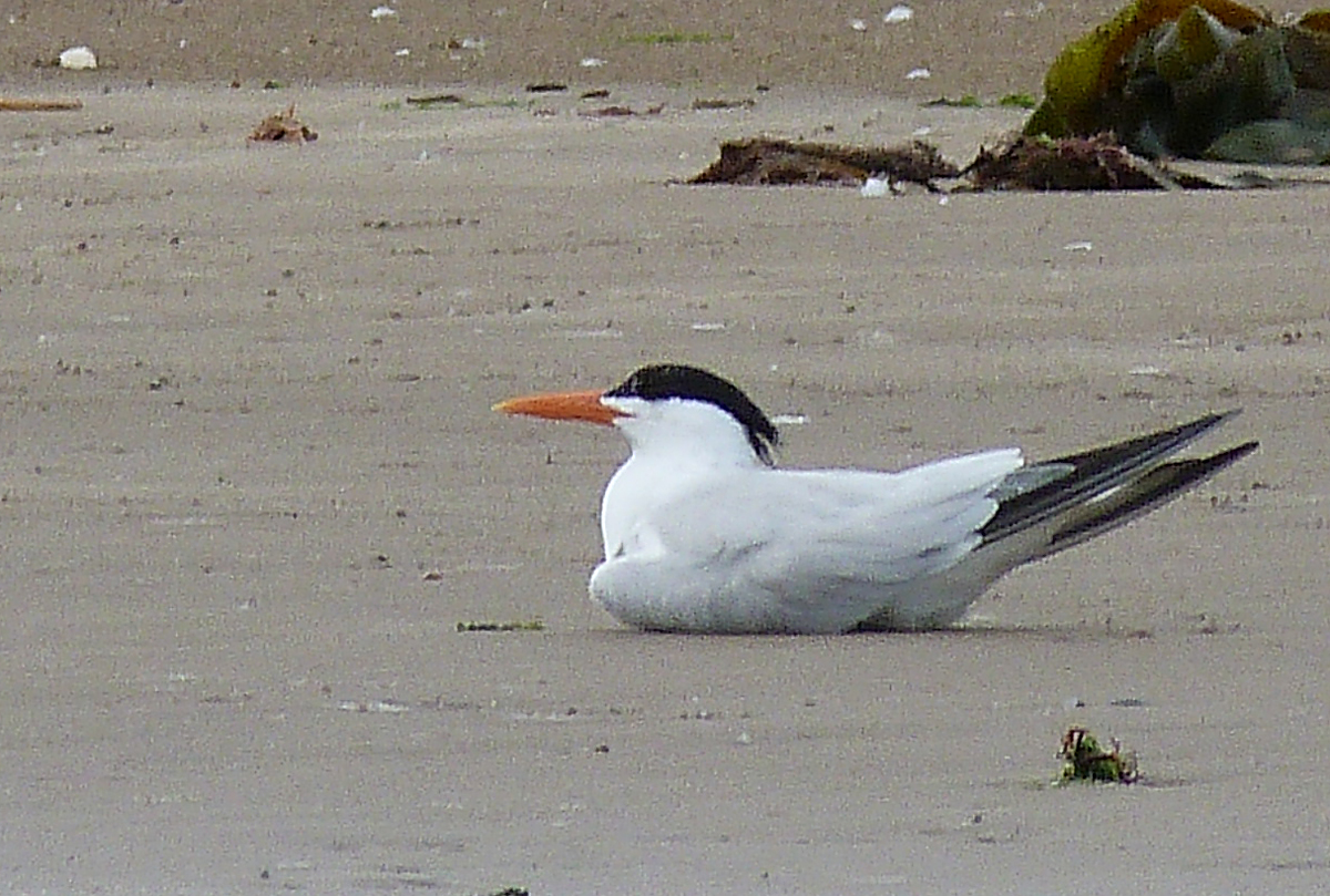 Kerry Birding: Royal Tern... a first for Kerry