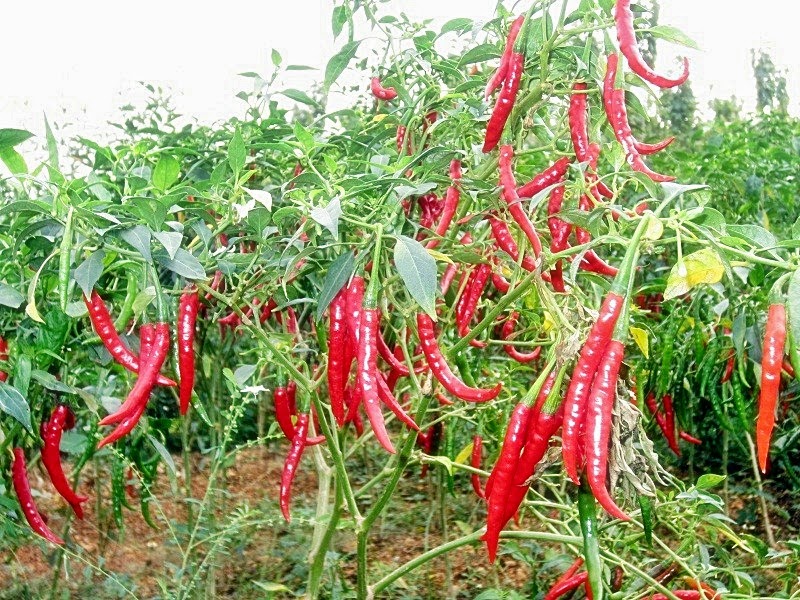 Cara Menanam Cabe di dalam Pot - Aku Buah Sehat