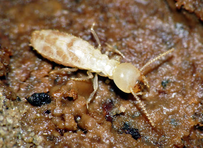 Fotoblog - Fauna e Flora della Toscana: Reticulitermes lucifugus