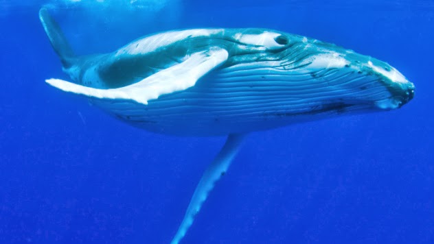 10 Gargantuan Facts About Whales - INNOVATIVE INFORMATION.