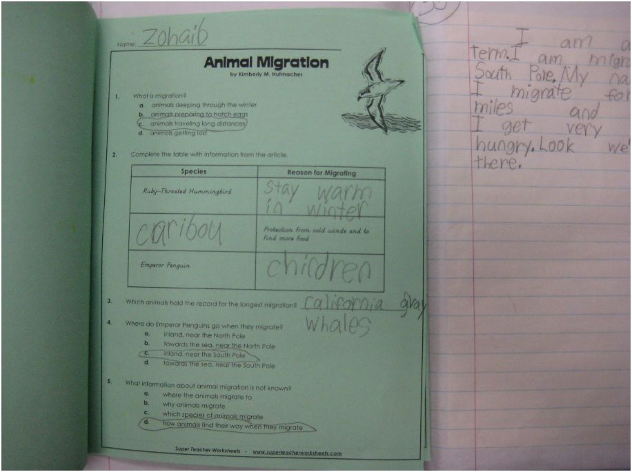 Sweet Teach: Science Notebooking: Animal Adaptations