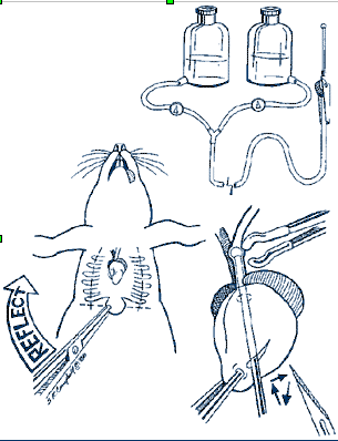 AnatoBioterio: Anatomía General de la rata