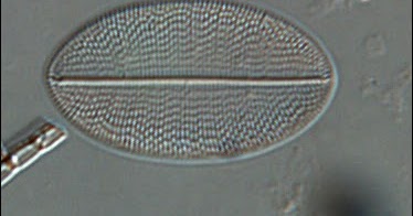 Diatom of the month – April 2016: Cocconeis placentula