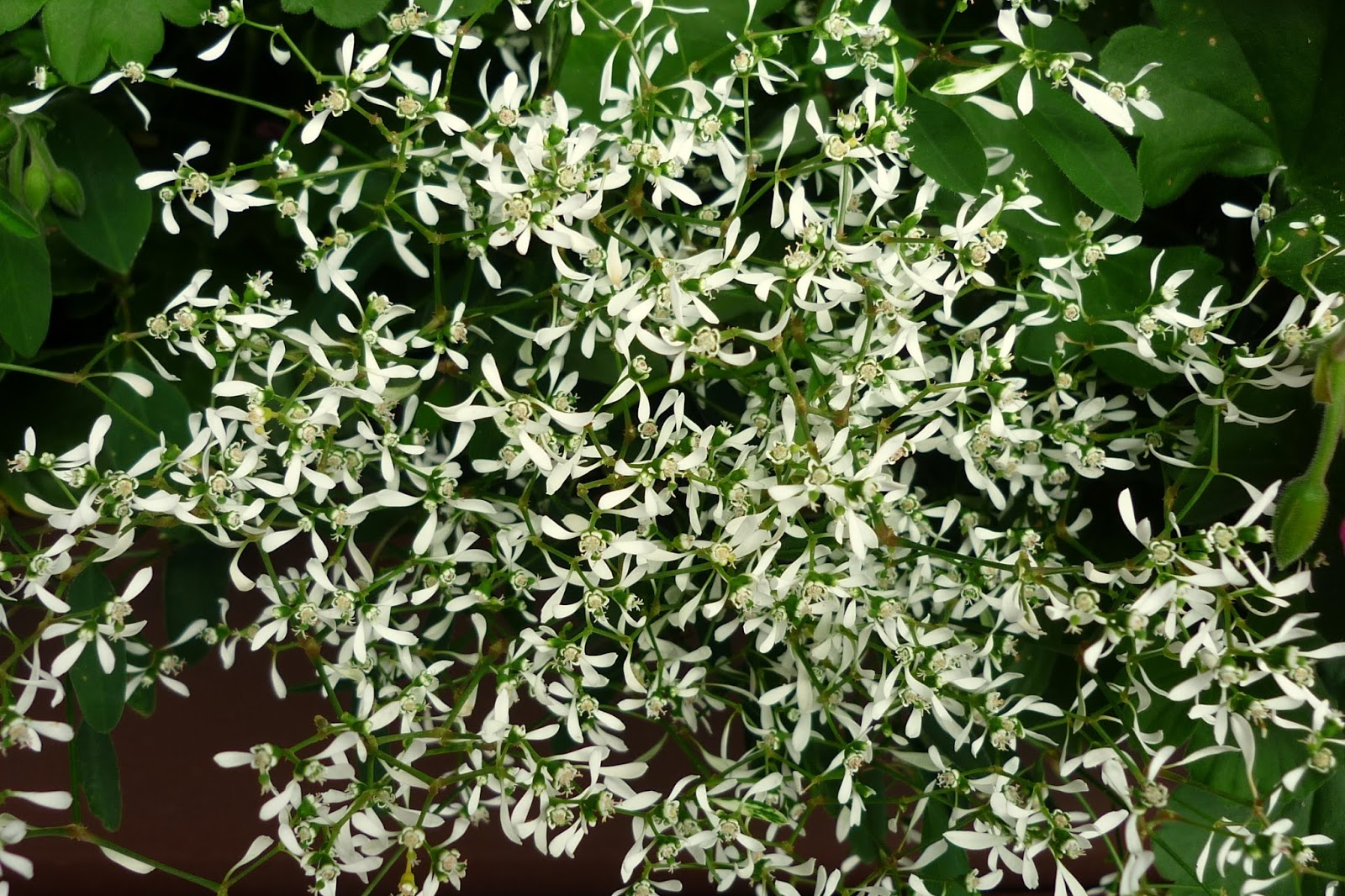 Rośliny ozdobne: Euphorbia hypericifolia (Chamaesyce hypericifolia ...