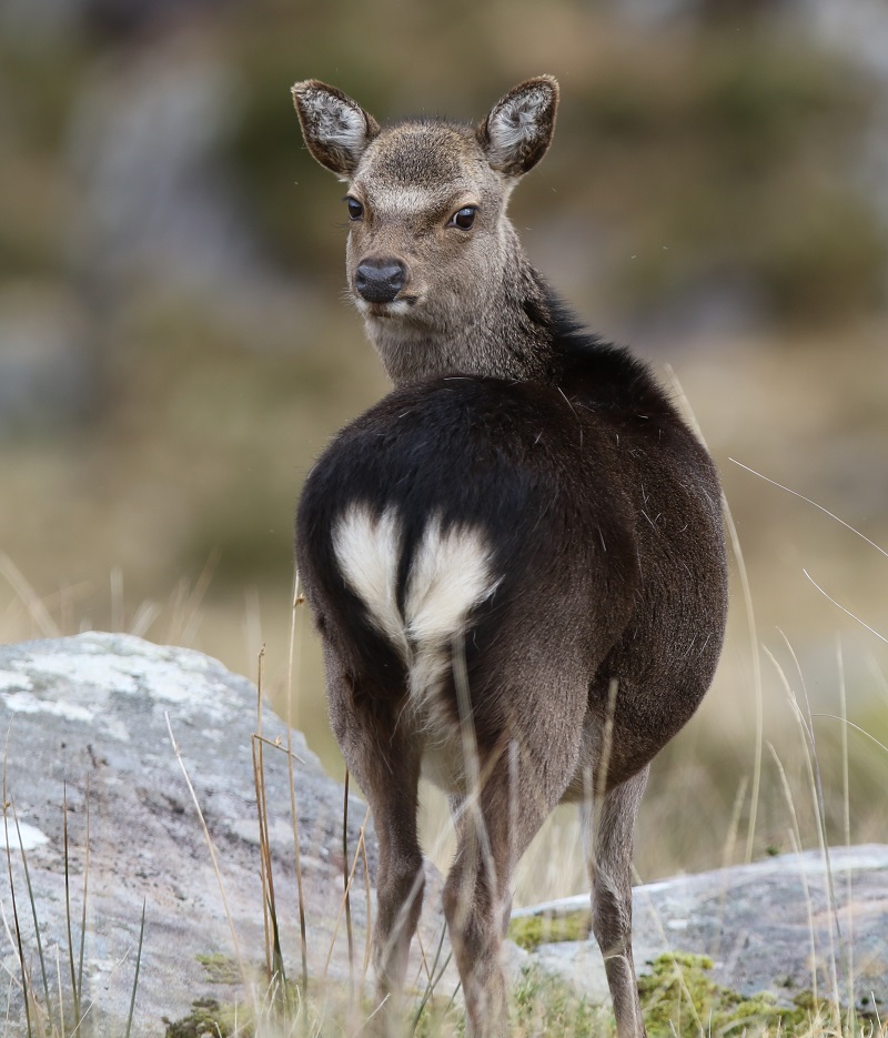 Murfs Wildlife : Sika Deer