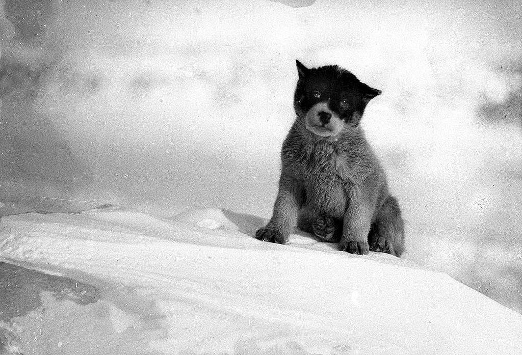 38 Lovely Vintage Snapshots Captured Everyday Life of Huskies in the ...