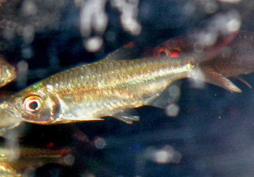 金魚&水族快訊Goldfish & Aquarium Messages: 紅眼綠剛果(Micralestes stormsi)