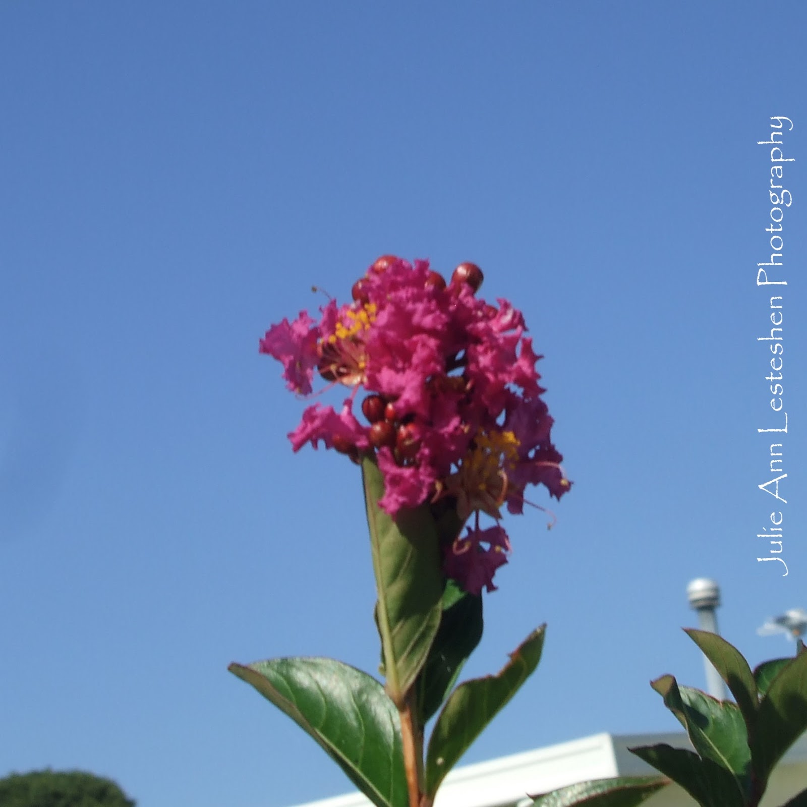 Julie Ann Brady : Blog On: Miss Sandra Crape Myrtle