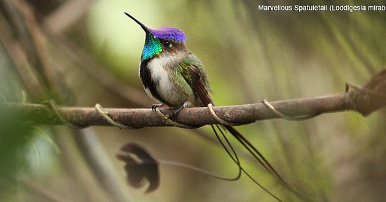 Colibrí maravilloso o cola espátula.