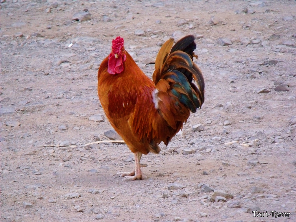 El reflejo de mi mirada: Un gallo