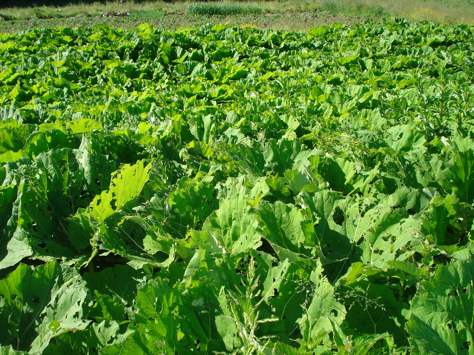 Krížikové vyšívanie: Lopúch