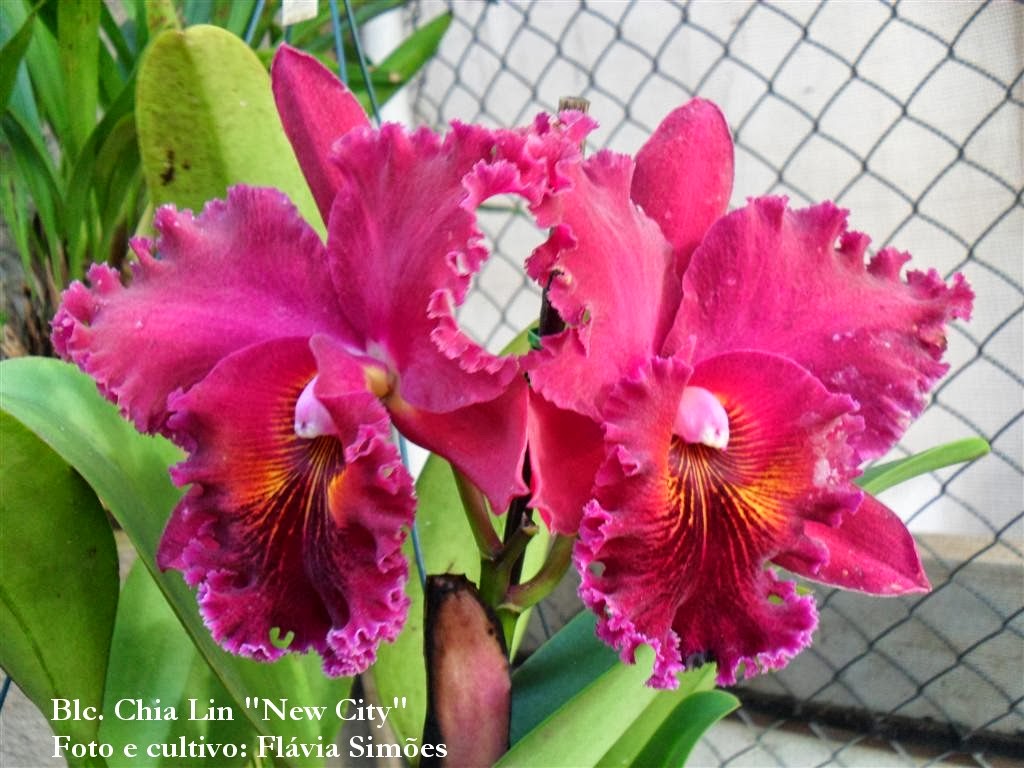Brassolaeliocattleya Chia Lin 'New City' AM/AOS