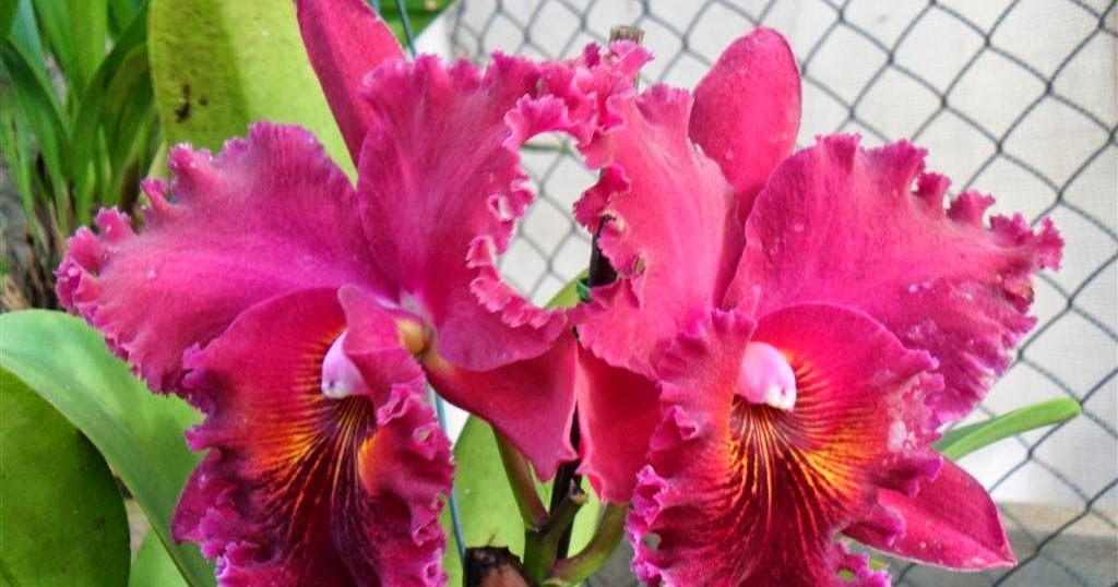 Brassolaeliocattleya Chia Lin 'New City' AM/AOS