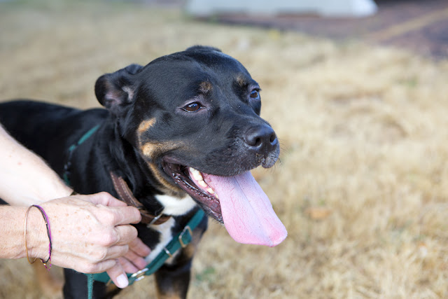 Shelter Dogs of Portland: "BANDI" playful tri-colored Staffy Bull ...