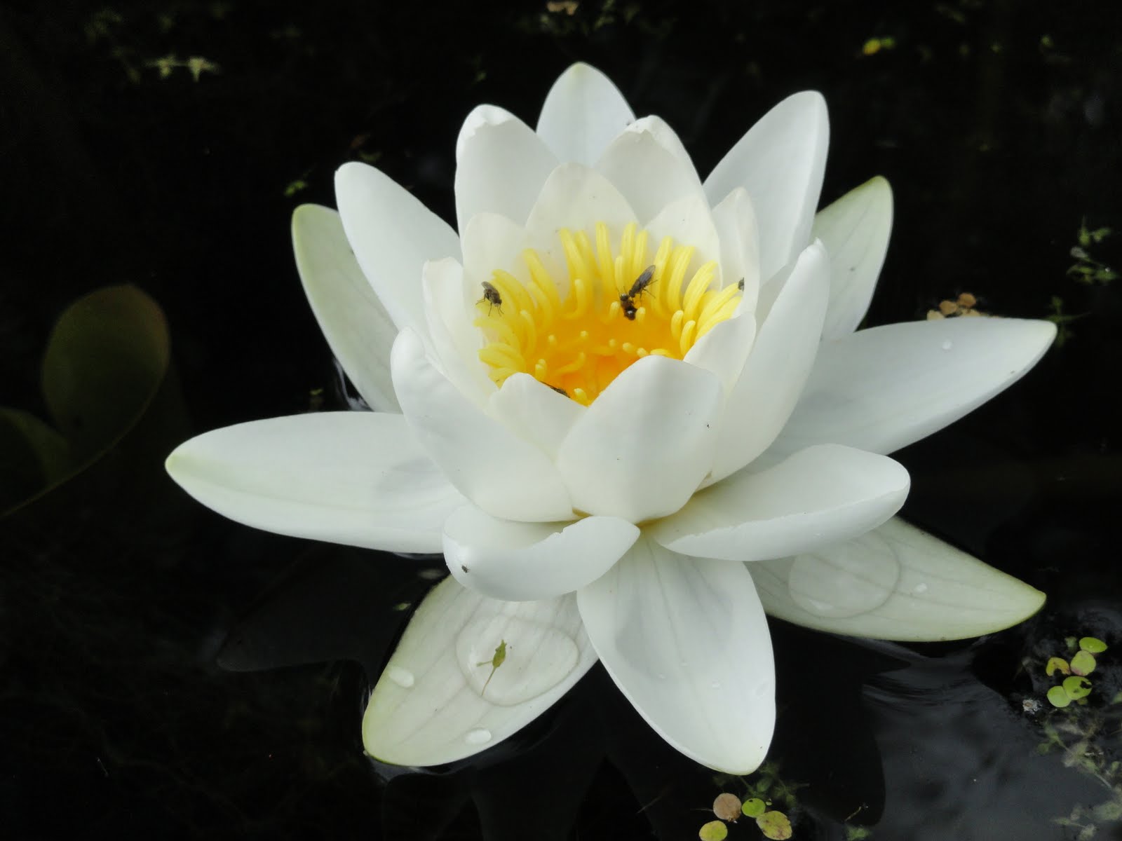 Frumusetile naturii: Nufar alb (Nymphaea alba L)