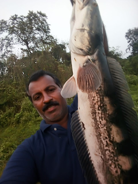 Puli Vaha Fish From Kannur