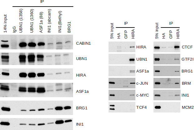 Placing the HIRA Histone Chaperone Complex in the Chromatin Landscape