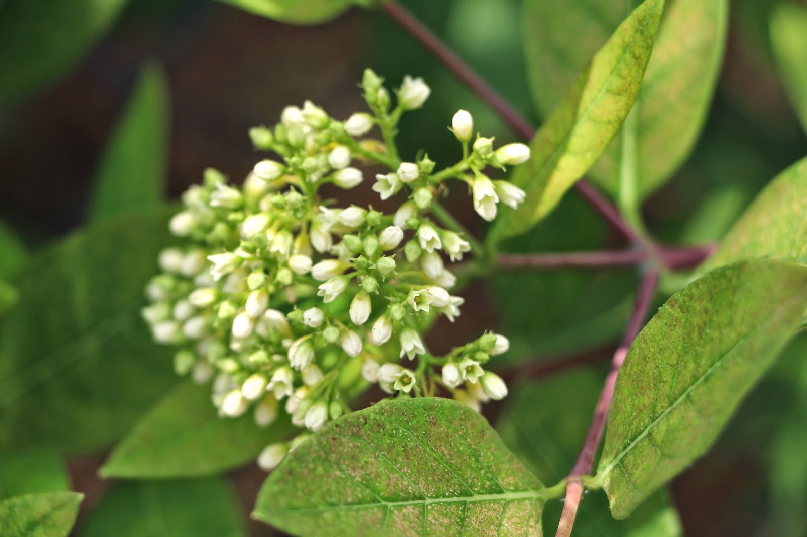 My Life in Gardens: PLANT PROFILE: Dogbane