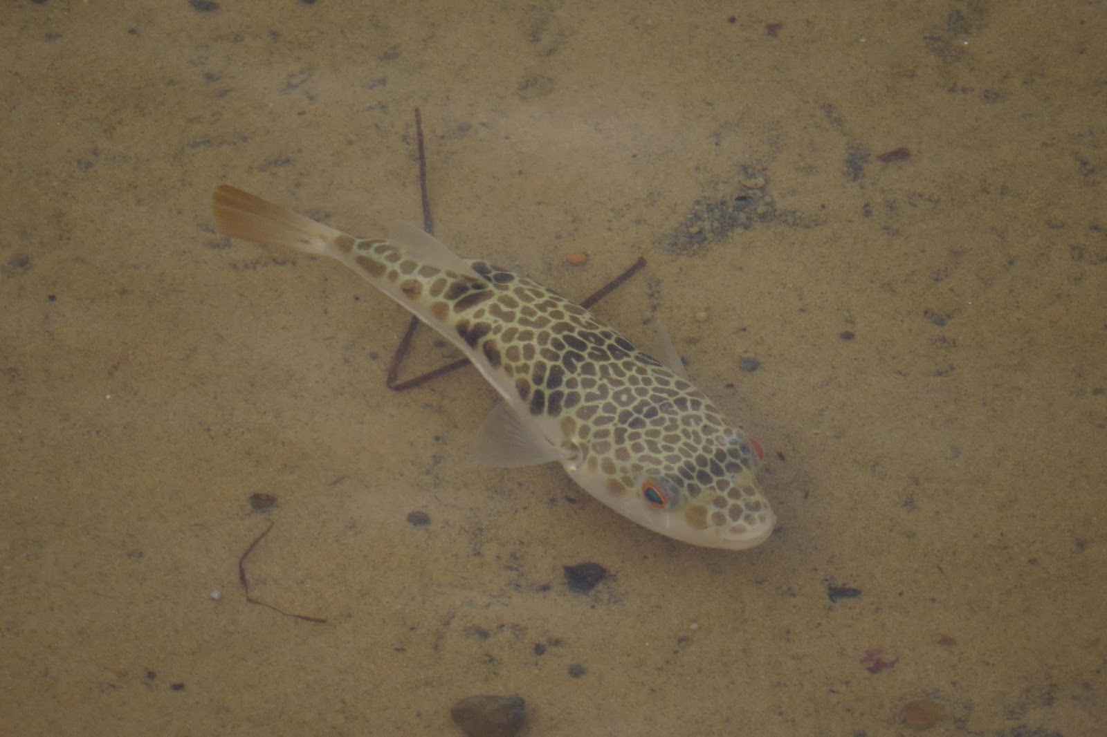 Queensland Coast: Southernmost Mangroves in the World (almost)