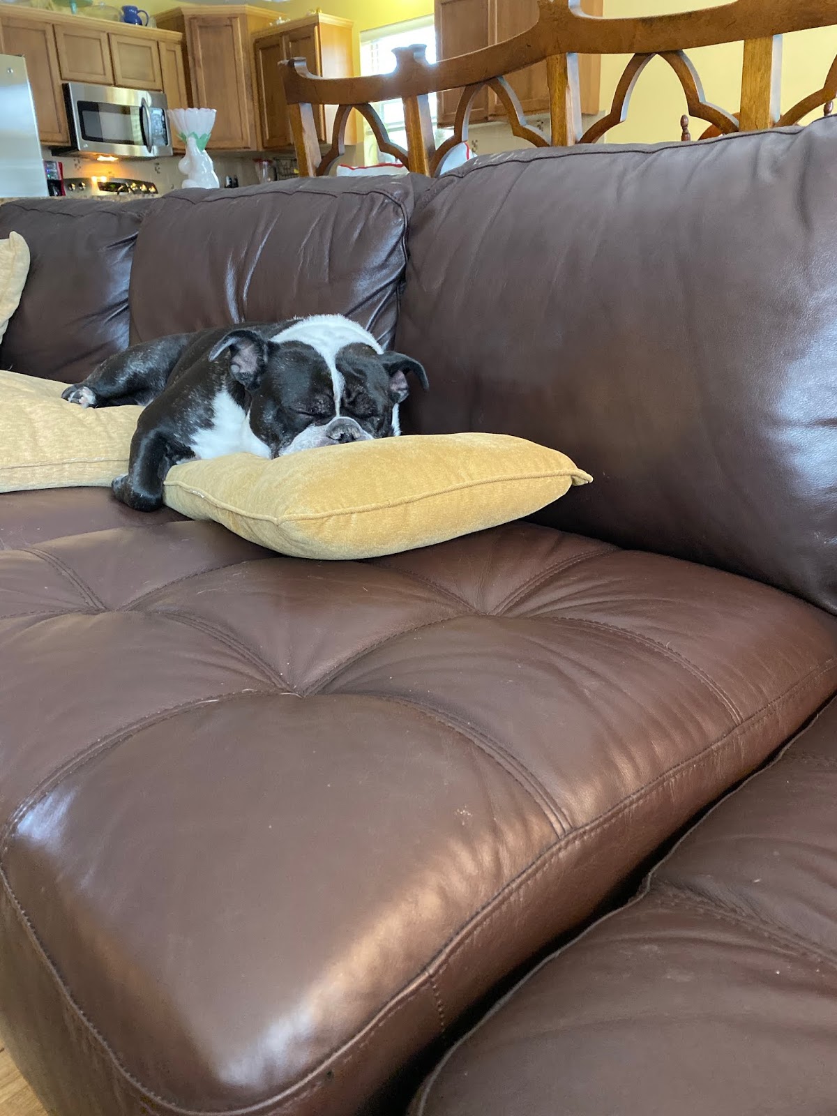 Harry Times...All Jacked Up: Kids, dog, etc