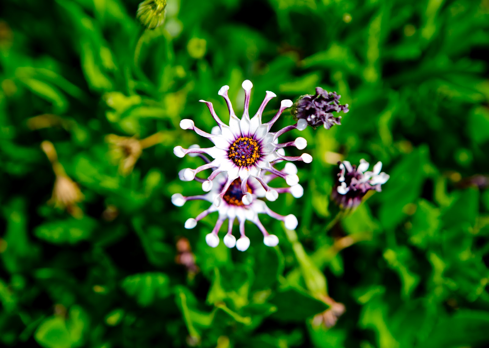 Tao Ruspoli's Blog: Architectural tour of Venice, CA with Mark Mack