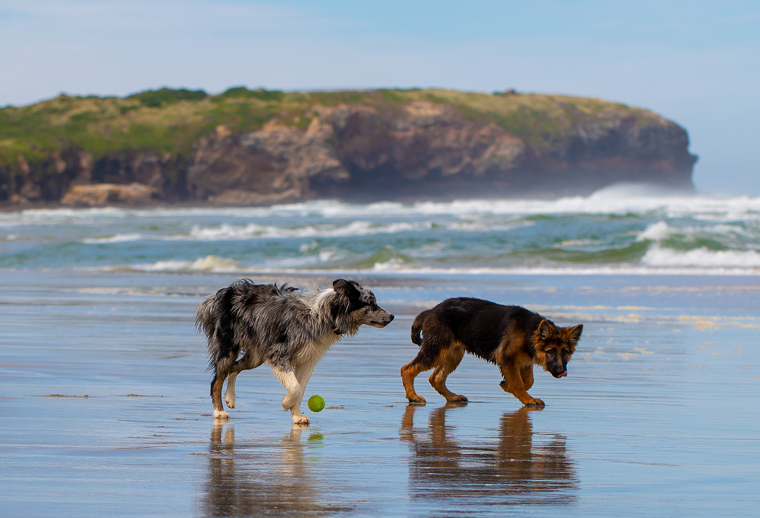 6 Tips on How to Survive Summer with Dogs | Australian Dog Lover