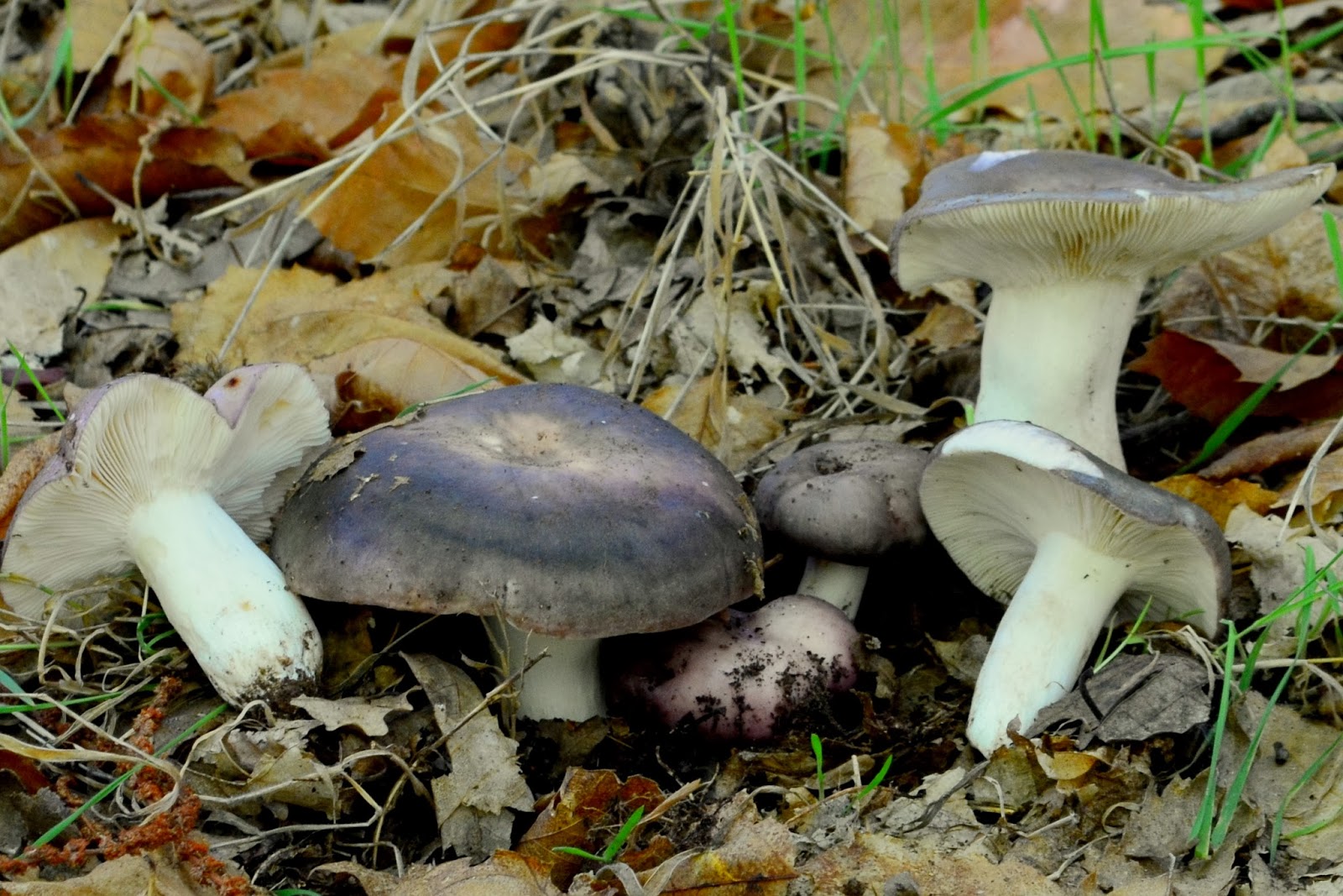 Setas Extremadura : Russula Grisea