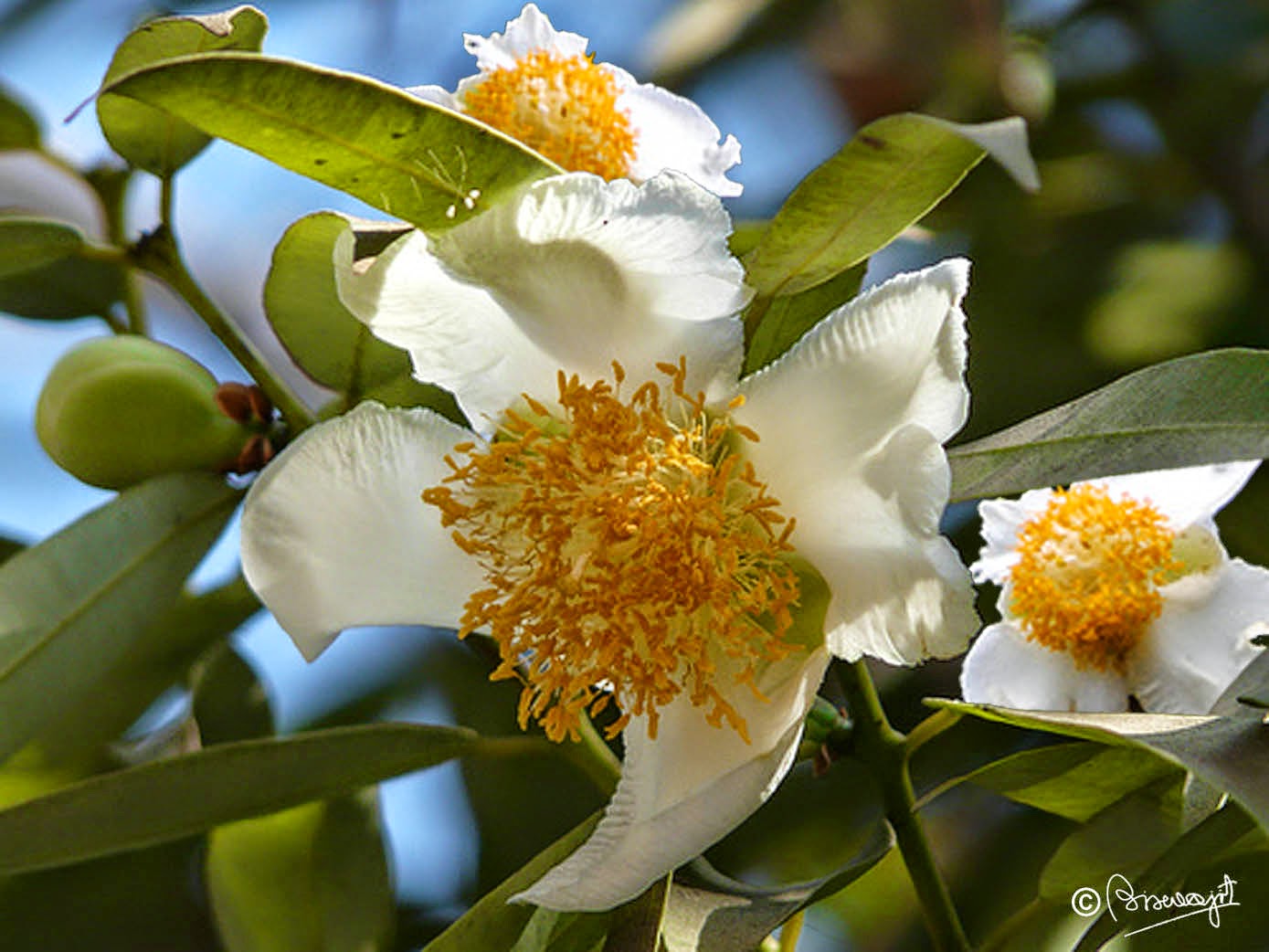 Graphics and Folk Assam: Flora & Plants