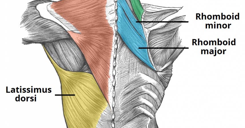 muscles of the shoulder Basic anatomy