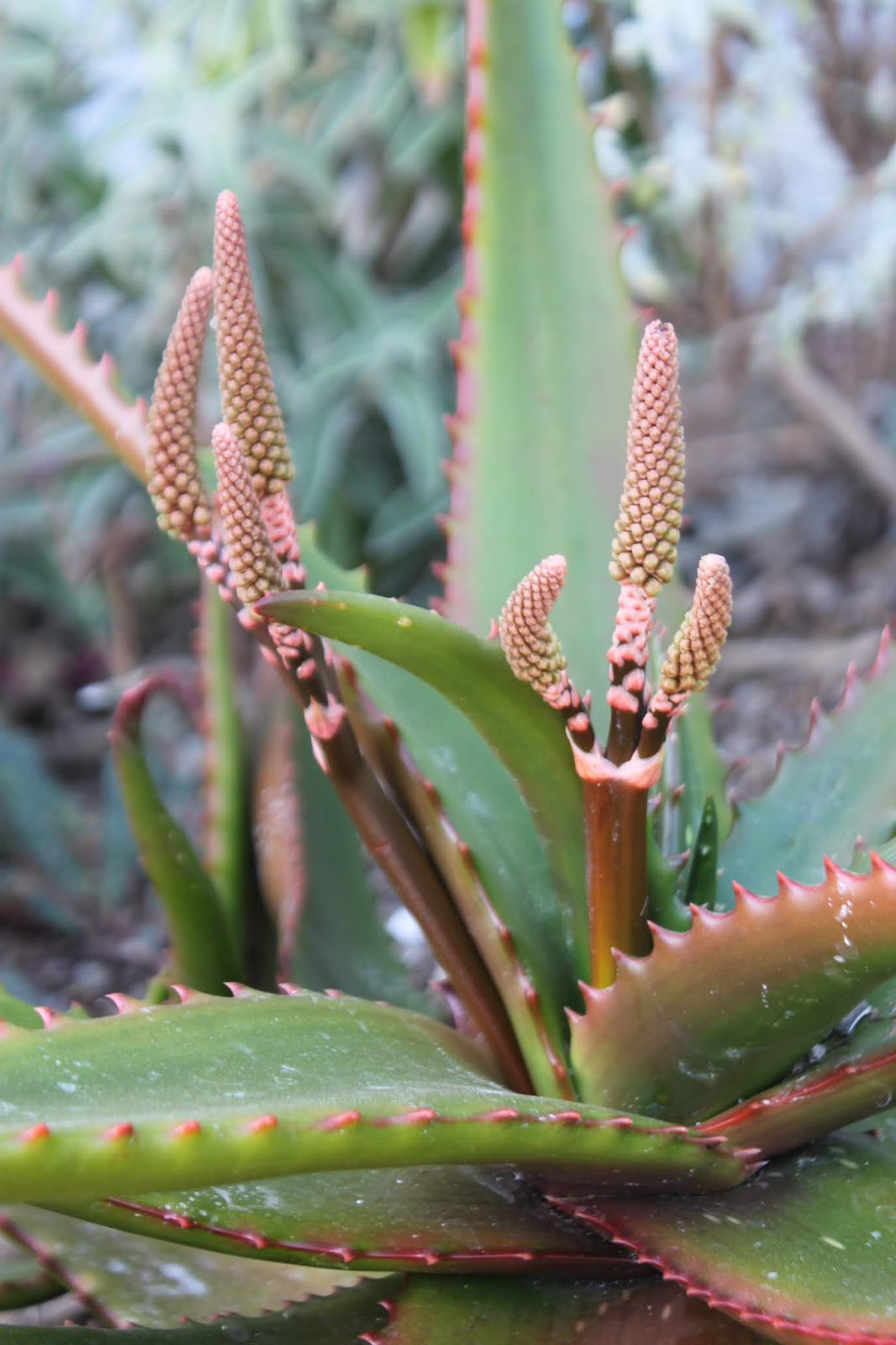 Emerging Fall Aloe Inflorescences