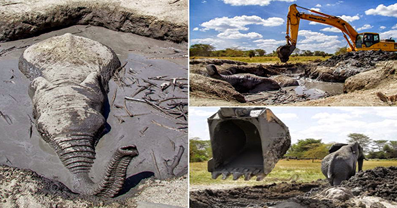 Corazón De Poeta : VIDEO: Dramatico rescate de un elefante.