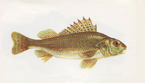 slatkovodna riba vrste: Balavac (Acerina cernua) Balavac isprutani ...