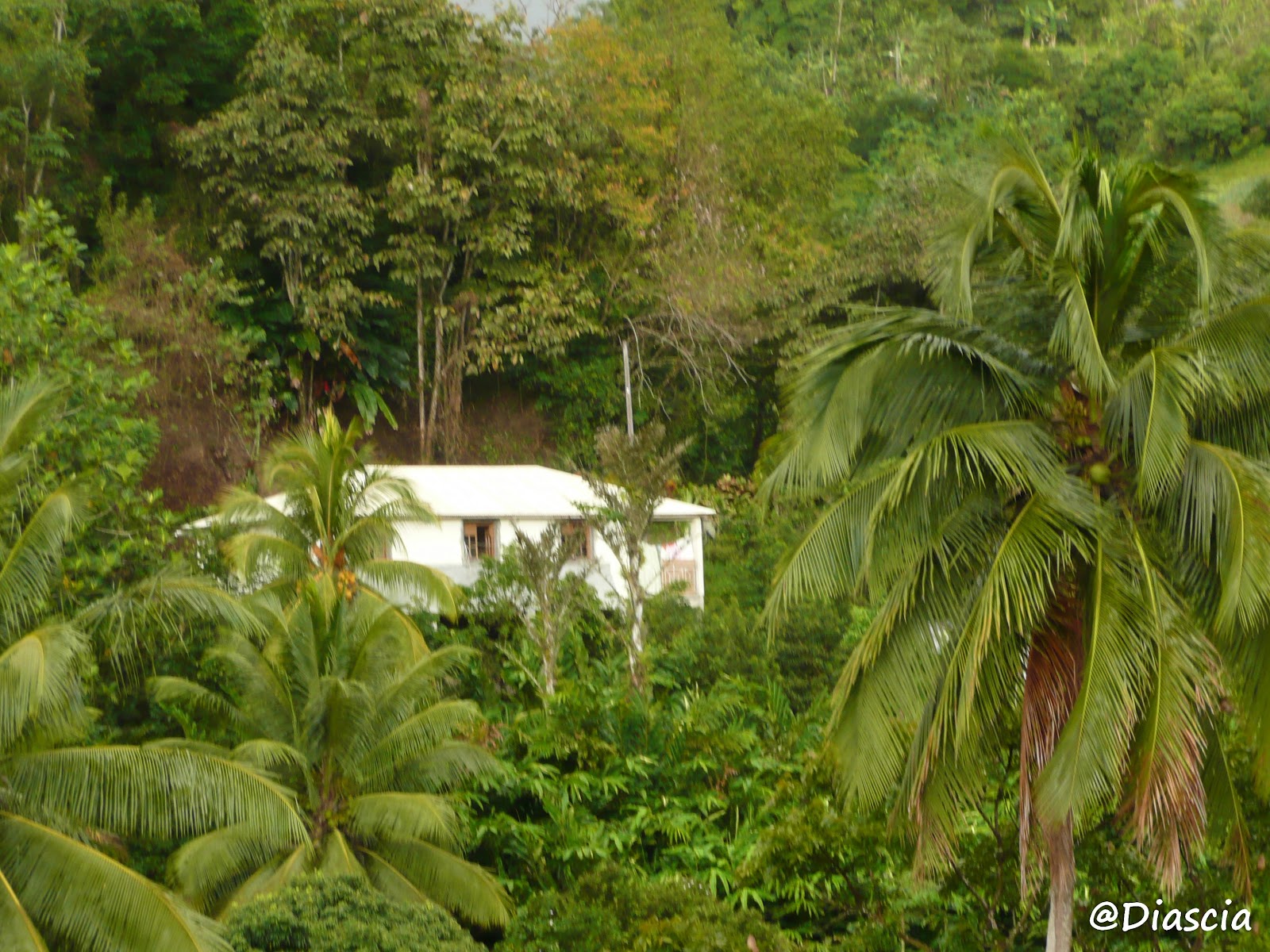 Le jardin de Diascia: LA MARTINIQUE - VEGETATION LUXURIANTE